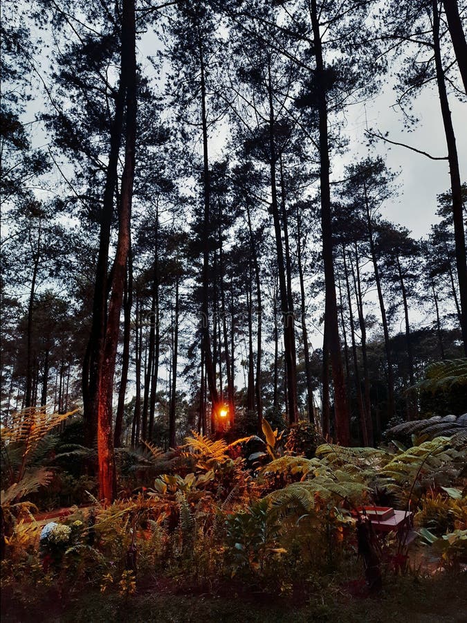 Glow in the forest stock photo. Image of woodland, nature - 208458448