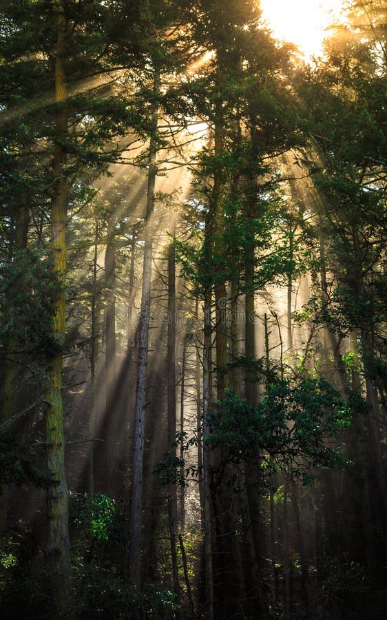 Glow in the Forest Trees, Deception Pass State Park Stock Photo - Image ...