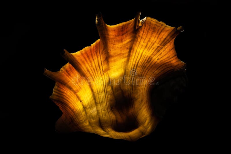 Glow Big Shell on Dark Background Stock Photo - Image of wildlife ...