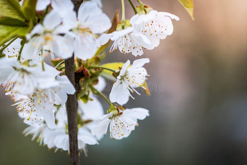 In the Glow of Spring: Cherry Blossoms Bloom at Dusk Stock Image ...