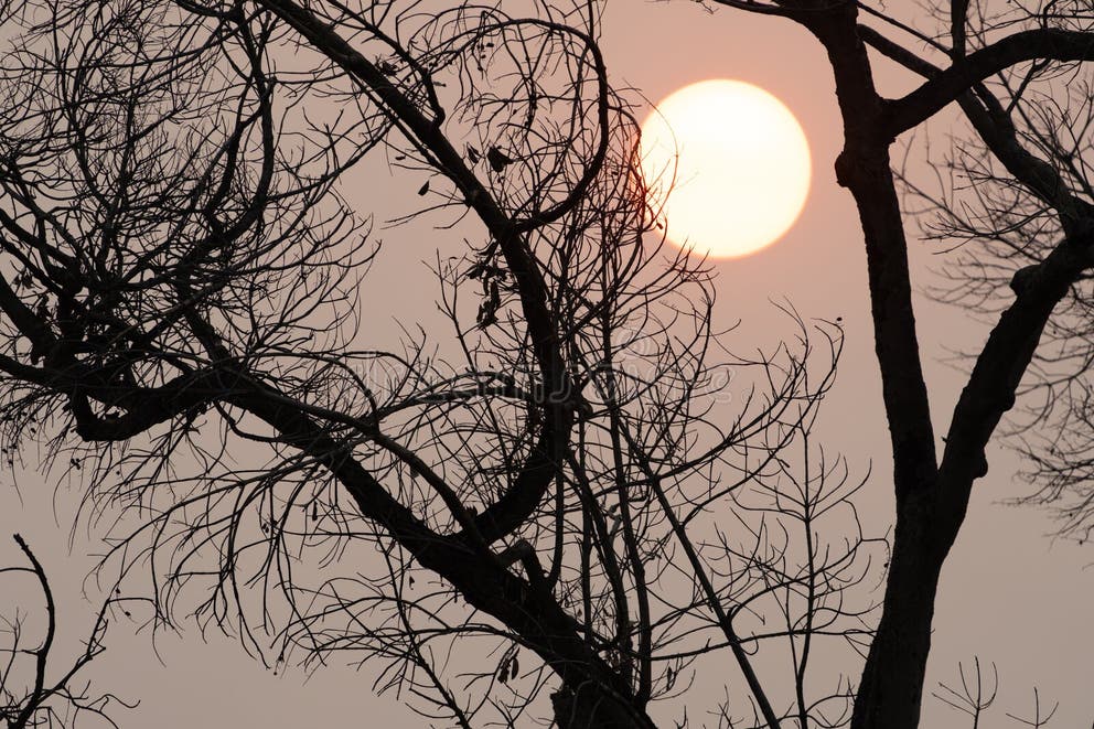Glow of Sun through Smokey Sky and in Silhouette Trees Stock Photo ...