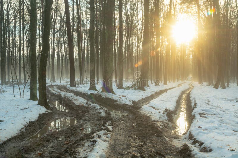 Glow of the Sun with Winter Forest and Muddy Road Fork Stock Image - Image of fork, tree: 271690703