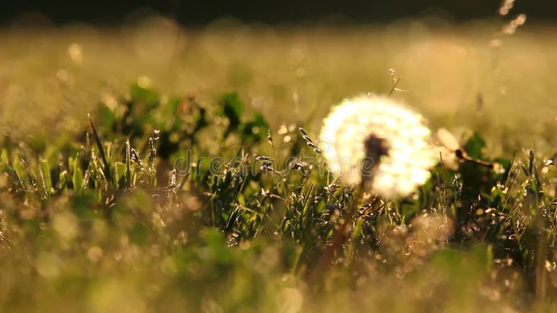 (Barbaraashore) - Videos