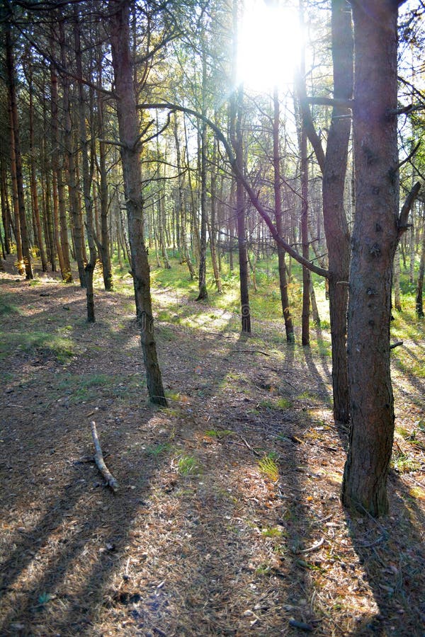 Glow in the woods stock photo. Image of forest, latvia - 47515944