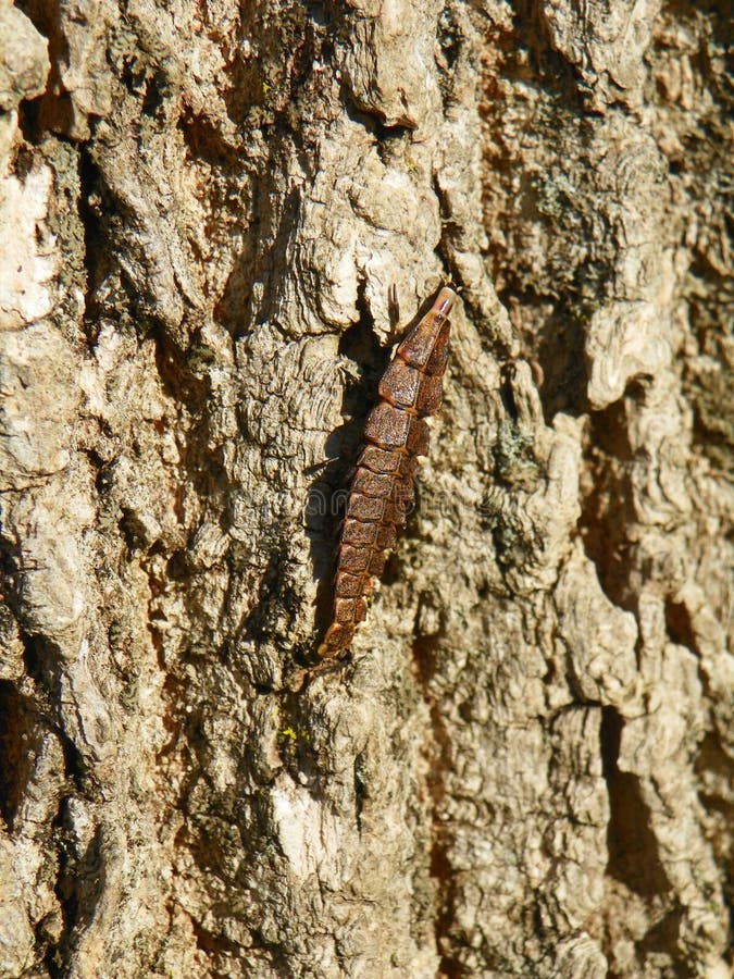 Glow Worm Segmented Larva of the Firefly Beetle Stock Photo - Image of ...