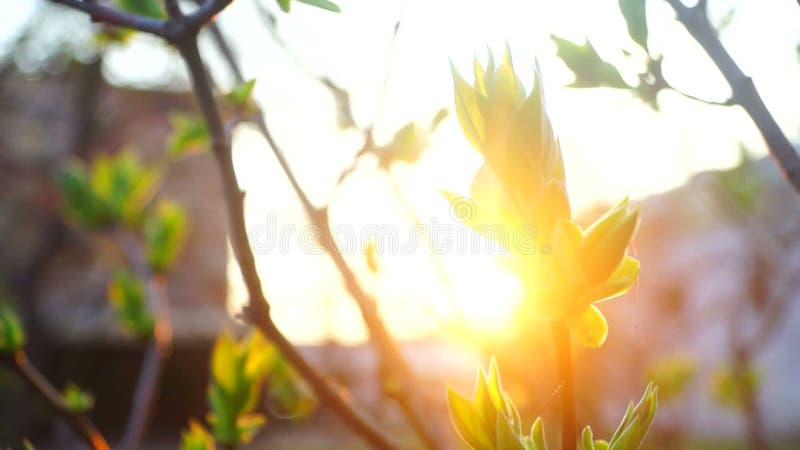 Glowd floar green spring stock video. Video of beauty - 89978855