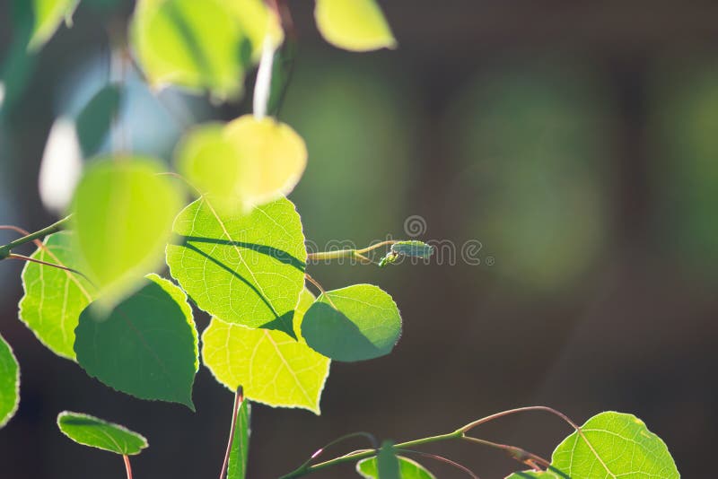 Glowing Aspen Leaves stock photo. Image of branch, detail - 180942336