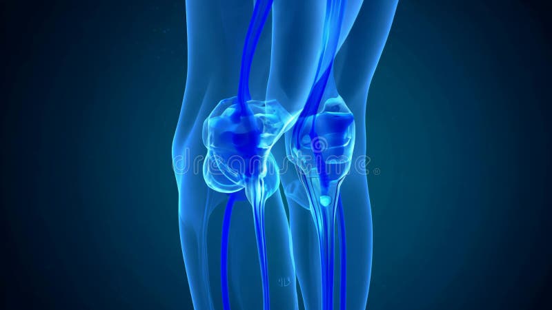 A Glowing Blue Anatomical Visualization of a Human Knee Joint with ...
