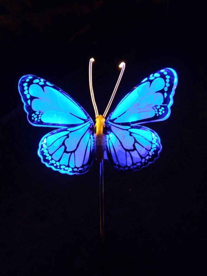 125 Night Glowing Butterflies Stock Photos - Free & Royalty-Free Stock ...