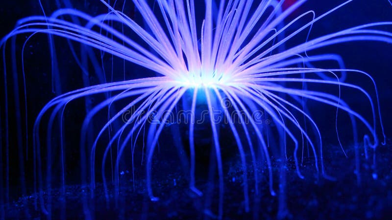 Glowing Blue Deep Sea Coral Reef Stock Photo - Image of digital, life ...