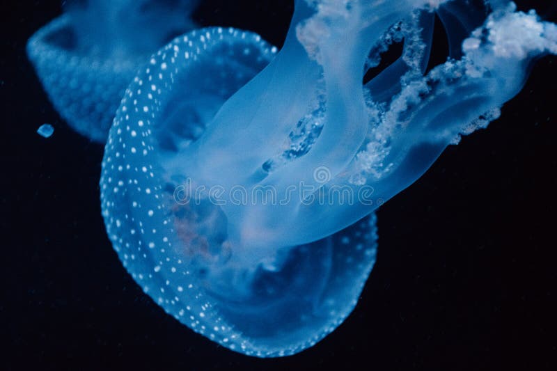 A Glowing Blue Jellyfish with Spotted Patterns Floats Gracefully in the ...