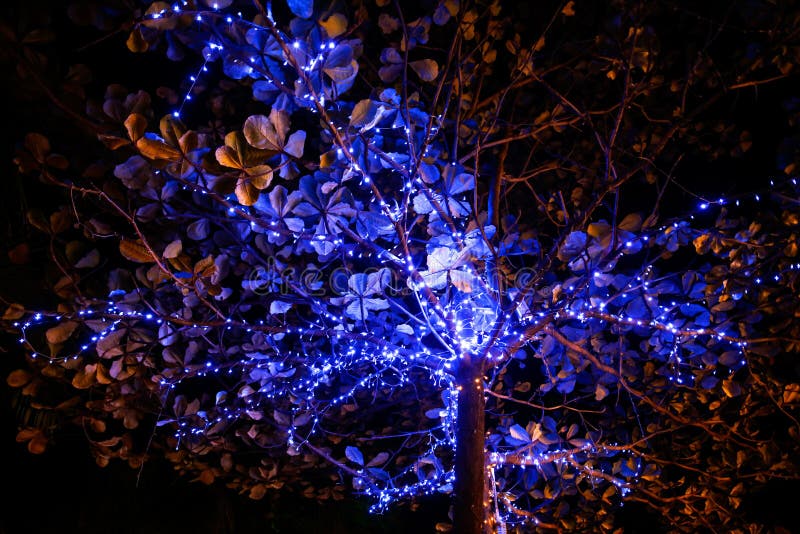 Glowing Blue Lanterns Hang on Trees in Nature Stock Image - Image of ...