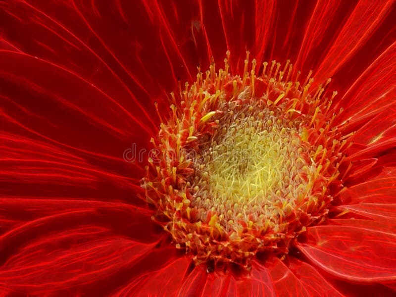 Glowing Bright Red Gerbera with Complex Gold Center Stock Image - Image ...
