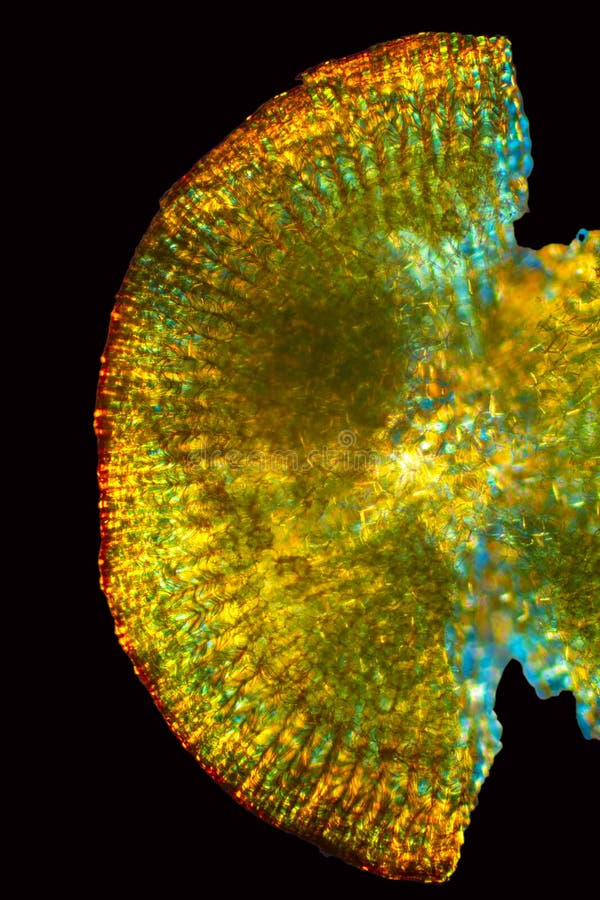 Glowing Cell Walls of a Flattened Moss Operculum, with Polarization ...