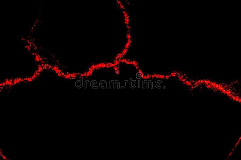 Glowing Dynamic Wavy Red Lines on a Black Background Stock Image ...