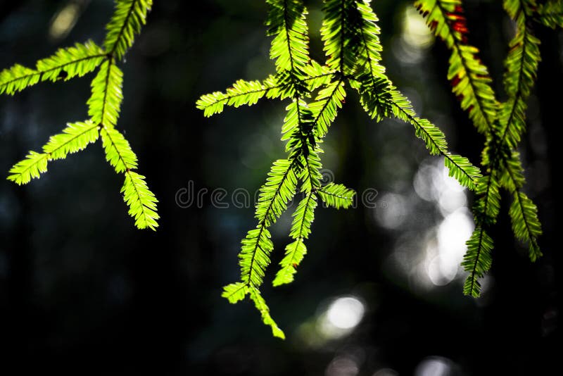 Glowing evergreen stock photo. Image of backlit, background - 67133184