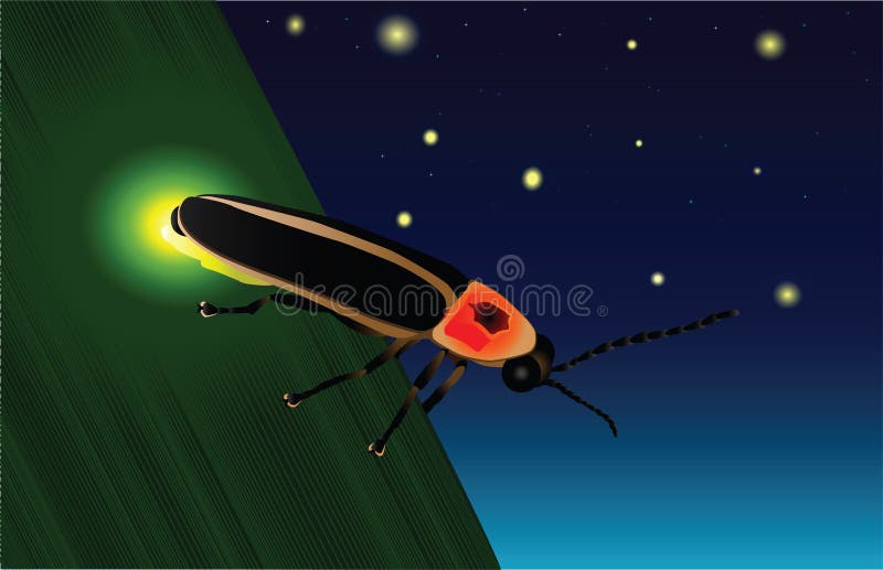 Stylized firefly stock illustration. Illustration of decorating - 43975667