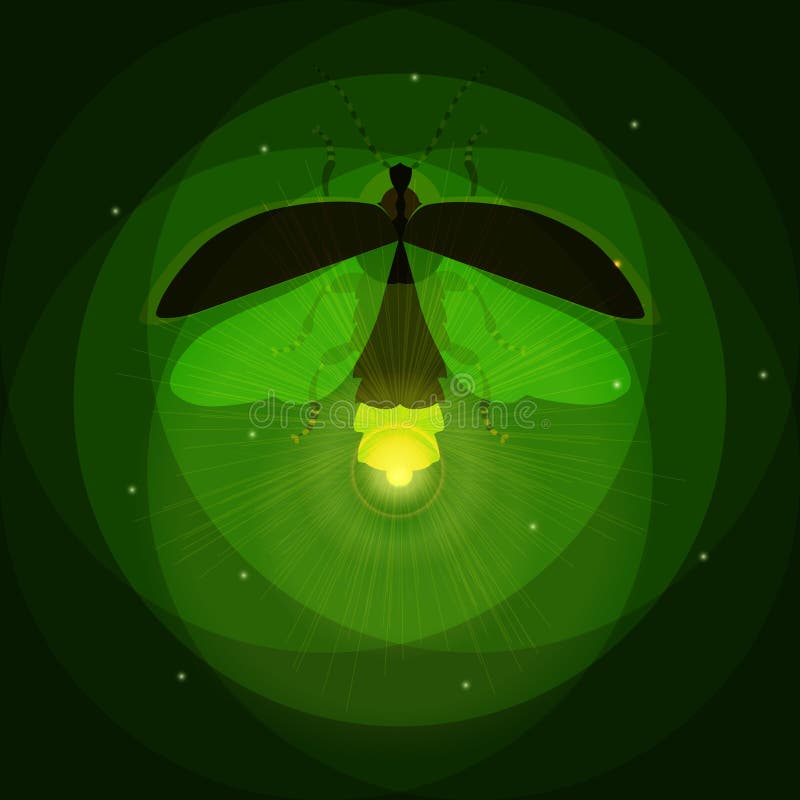 Glowing Firefly Illustration Stock Vector - Illustration of mystical ...