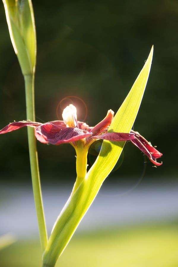 Glowing flower stock image. Image of spring, bulb, bloom - 93819415