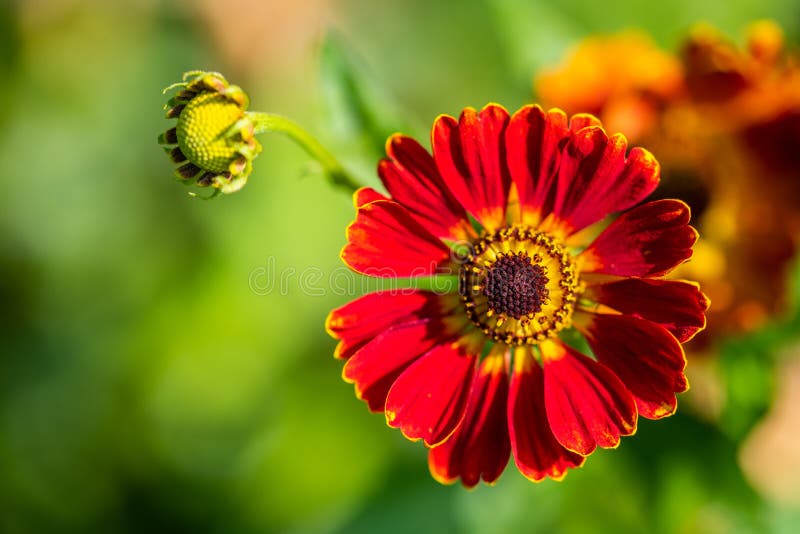 Glowing Flowers are in Focus Stock Image - Image of love, outside ...