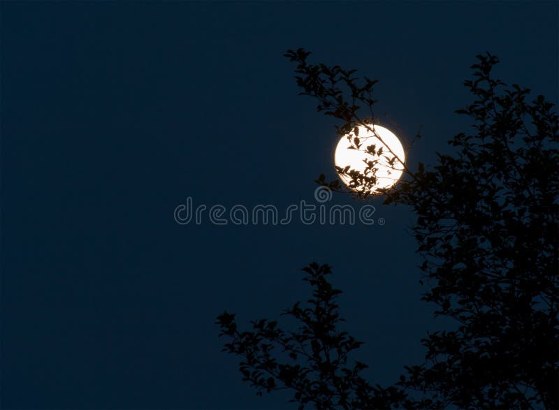 333 Moon Behind Tree Branches Stock Photos - Free & Royalty-Free Stock ...