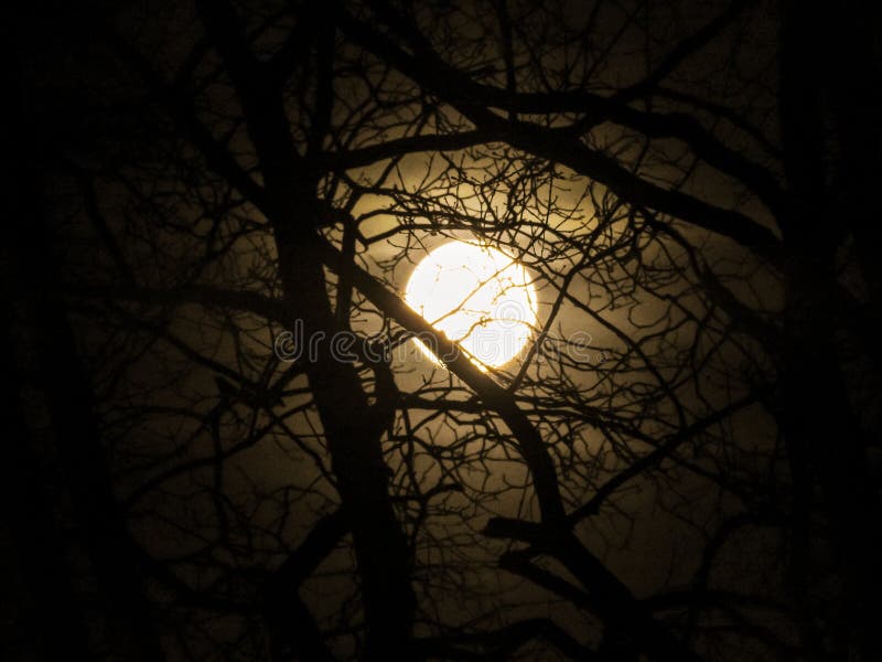 Big Full Glowing Moon Behind A Cupressus Tree Branch On Dark Blurred ...