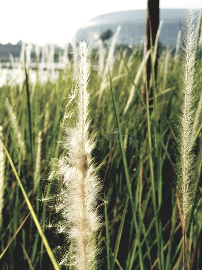 Glowing Grass stock photo. Image of nature, yellow, green - 13095706