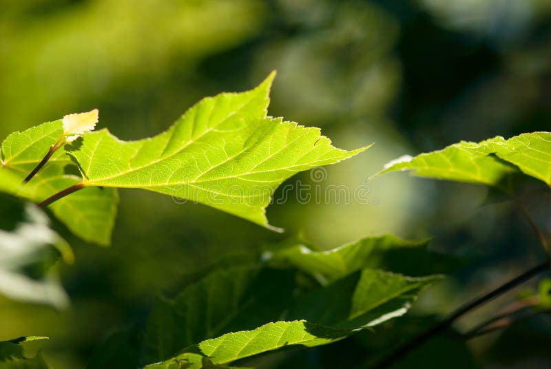 Glowing Green Maple Leaf stock image. Image of deciduous - 147219501
