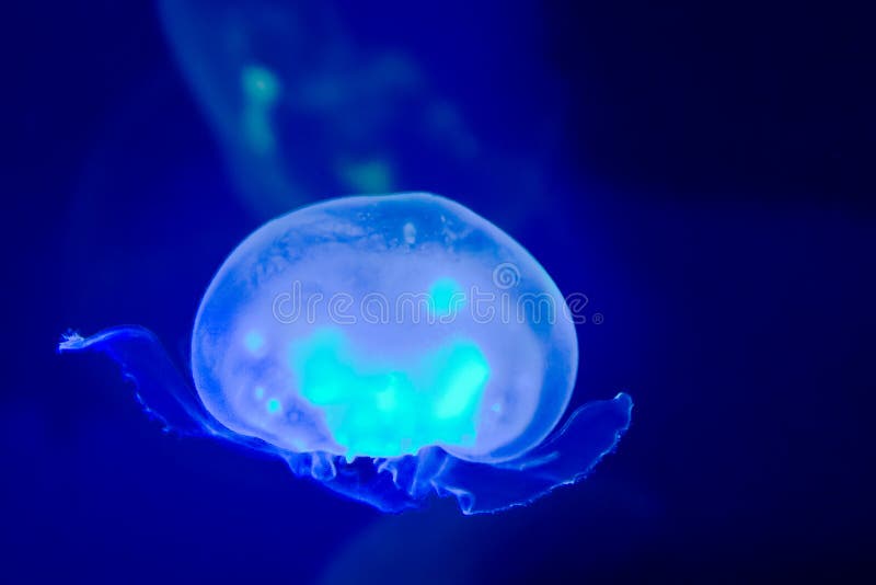 Pacific Moon Jellyfish (red) Stock Image - Image of moon, coelenterate ...