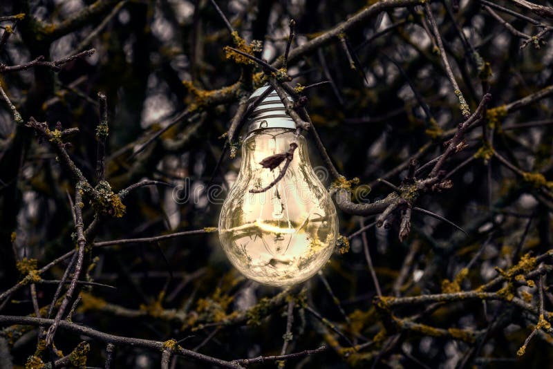 Glowing Light Bulb on the Wild Bush Stock Image - Image of technology ...