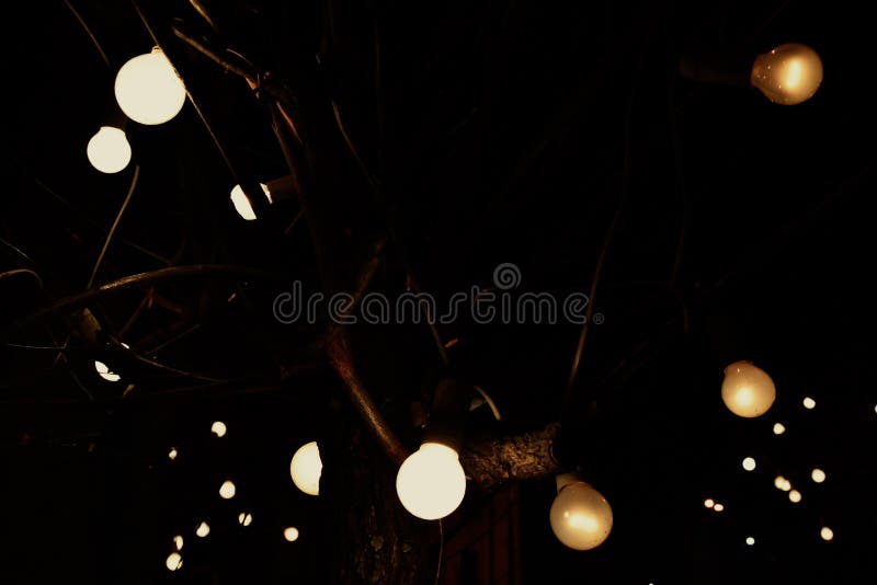 Glowing Light Bulbs on Tree in Dark at Night Stock Image - Image of ...