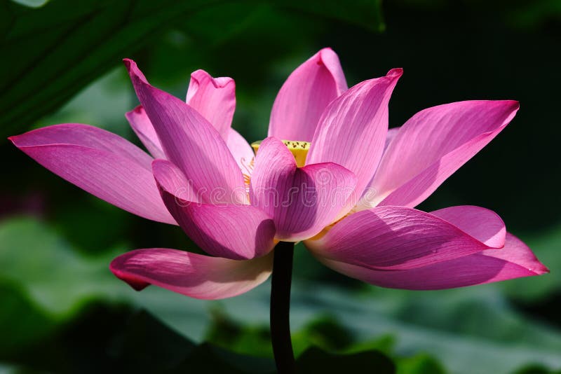 Glowing Lotus Flower Surrounded with Leaves Stock Image - Image of ...