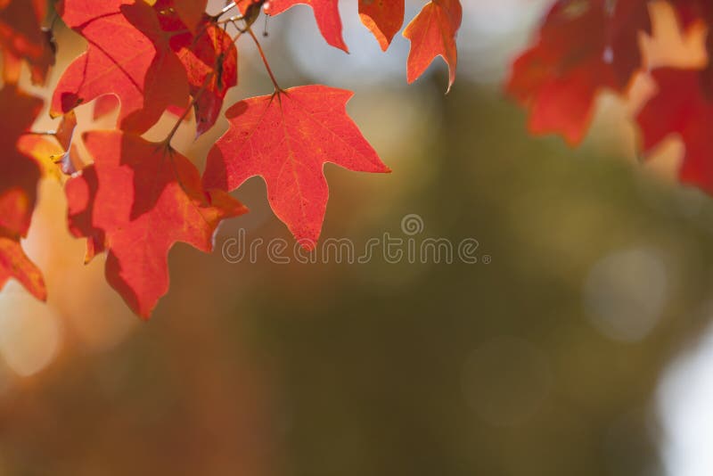 Glowing Maple Leaves stock image. Image of blur, nature - 27187575