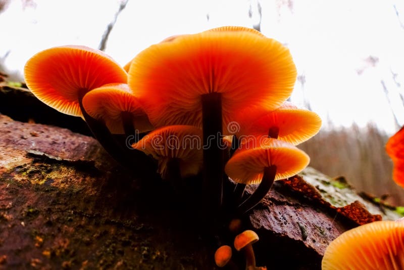 Glowing Orange Mushrooms with a Dark Stem in the Forest Stock Image ...
