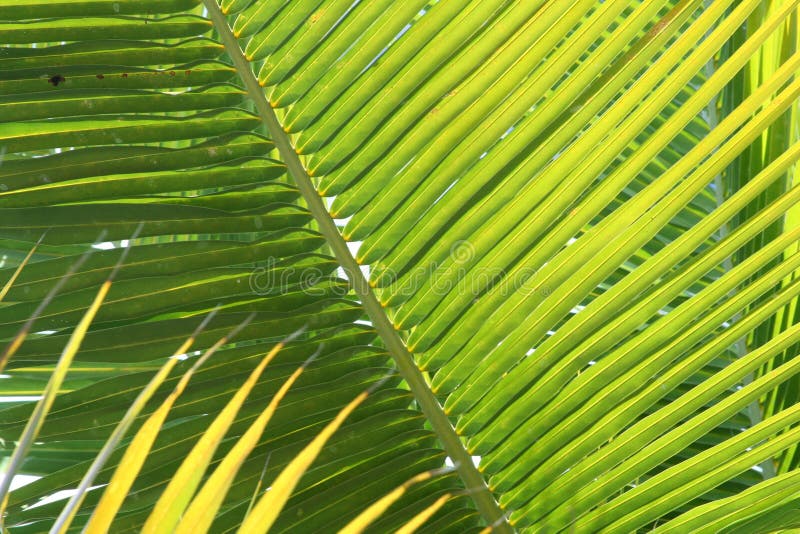Layers of Palm, Abstract stock image. Image of ecology - 2139445