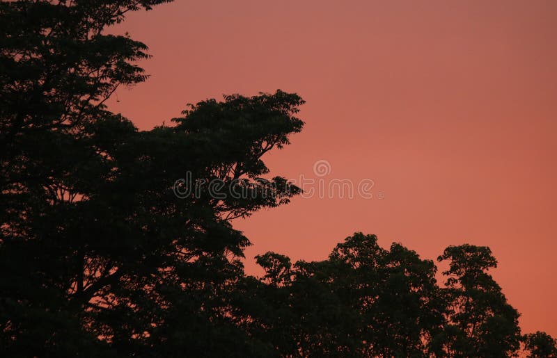 GLOWING PINK SUNSET SKY BEHIND TREE Stock Photo - Image of warm, nature ...