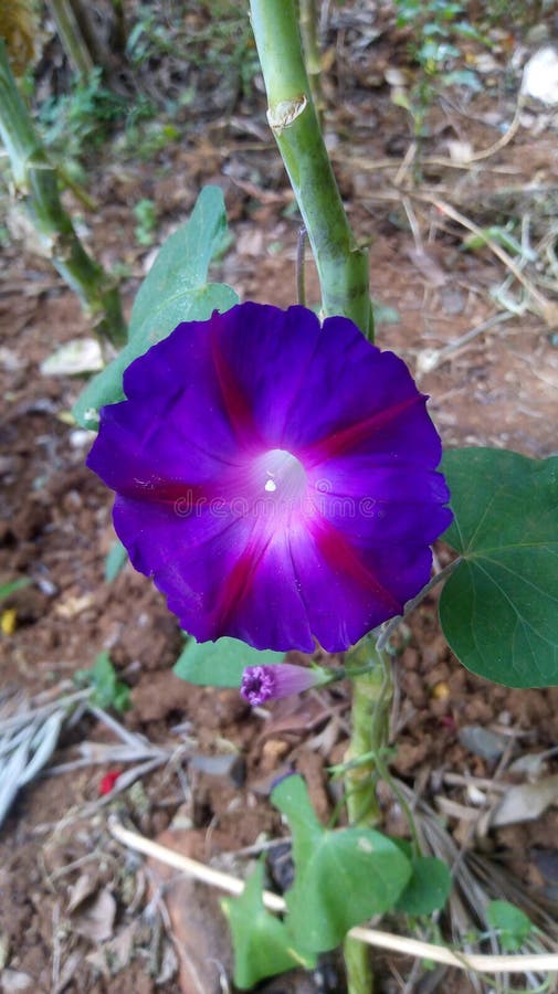 Glowing Purple Flower stock image. Image of flower, purple - 171352421