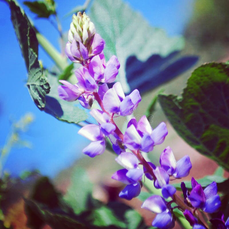 Glowing Flower Stock Photos - Download 29,761 Royalty Free Photos