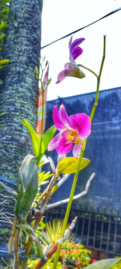 Glowing Purple Orchid Flower Part Two Stock Image - Image of purple ...