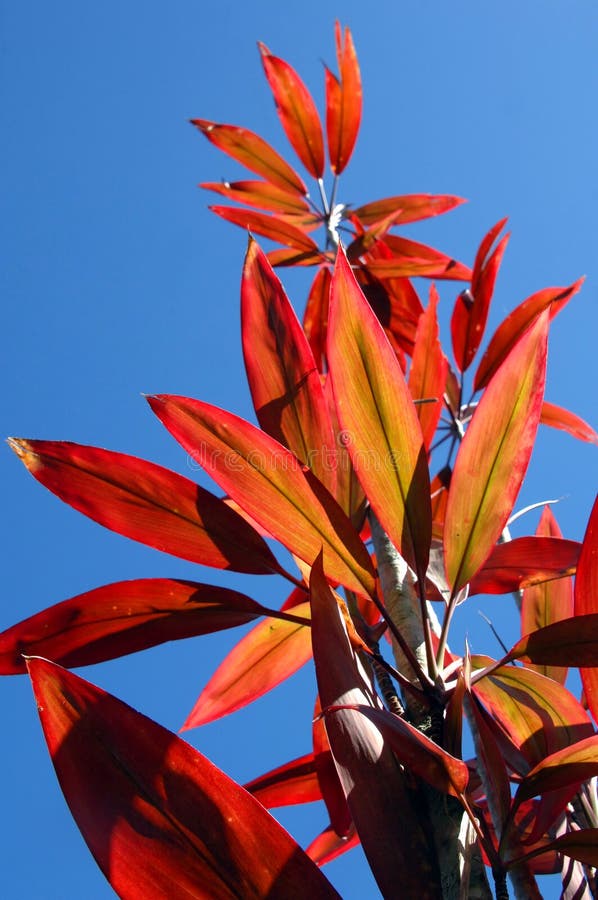 Glowing Red stock image. Image of island, colorful, gorgeous - 18828367