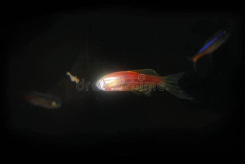 Glowing red fish stock photo. Image of dive, fish, dark - 13952306