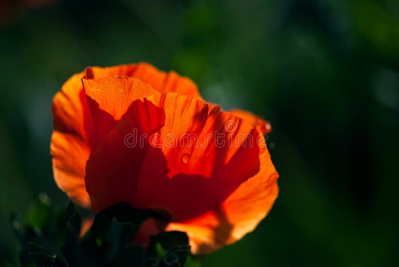Glowing Red Poppy stock image. Image of botanical, blossom - 128973633
