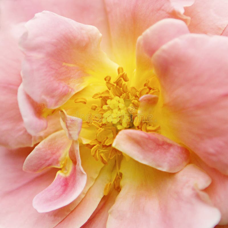 Glowing Rose stock photo. Image of springing, color, beauty - 43121062