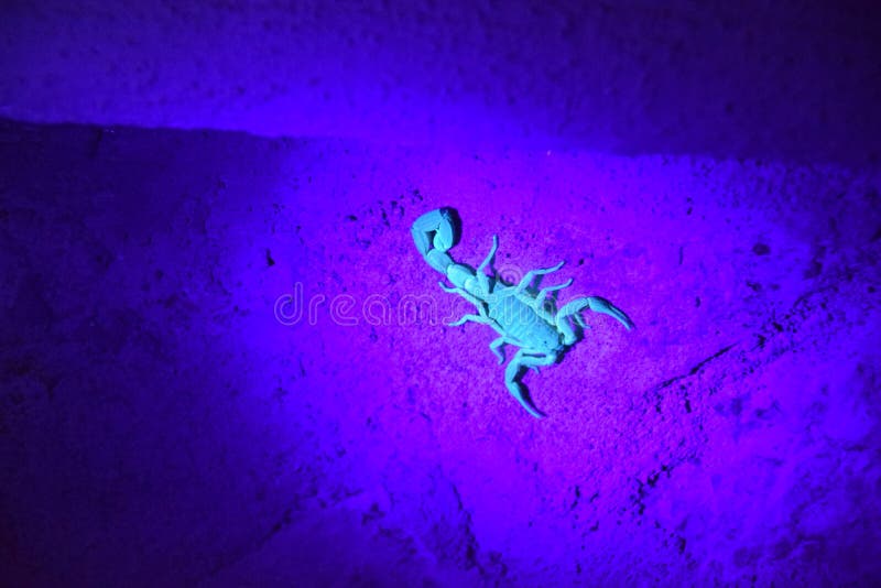 Why Do Scorpions Glow