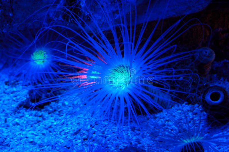 Glowing Sea Creatures from the Deep Stock Photo - Image of water ...