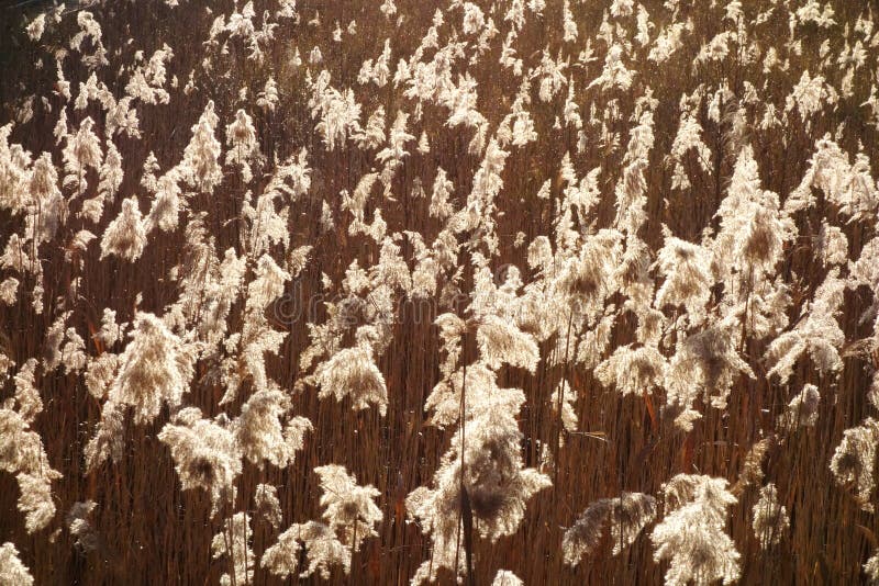 Glowing Seed Heads stock image. Image of glowing, plant - 90048973