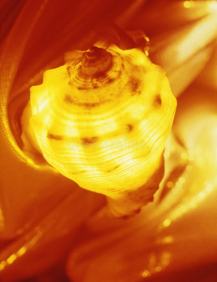 Glowing shell stock image. Image of vertical, shell, abstract - 7352243