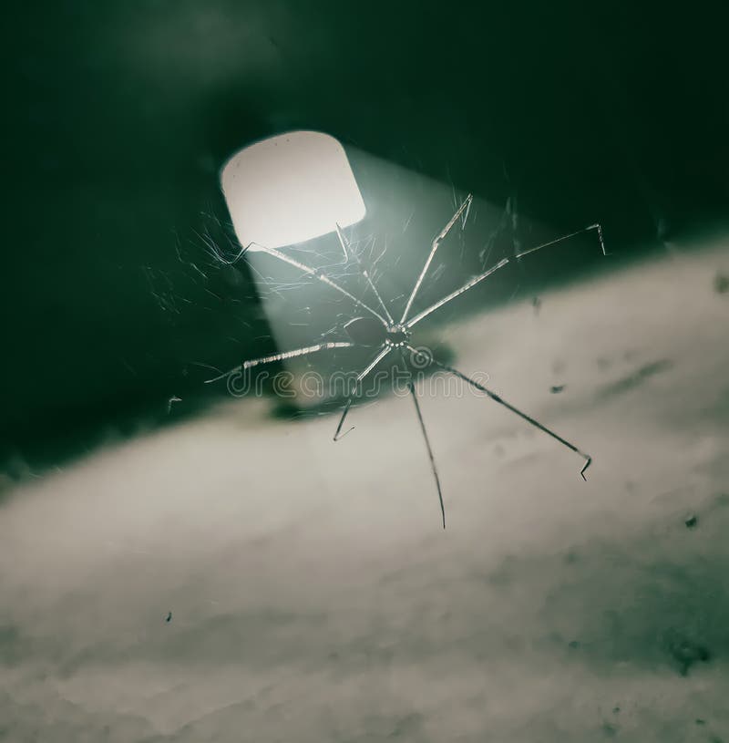 Glowing Spider and the Best Photos Stock Image - Image of spider ...