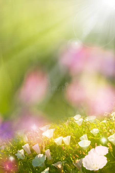 Glowing Spring Flowers stock photo. Image of magenta - 19187734