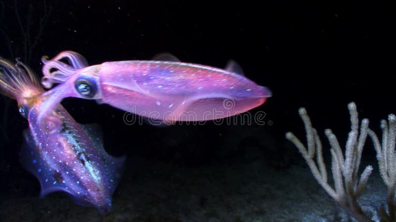 Glowing Squids Swimming Underwater Stock Footage - Video of camera ...